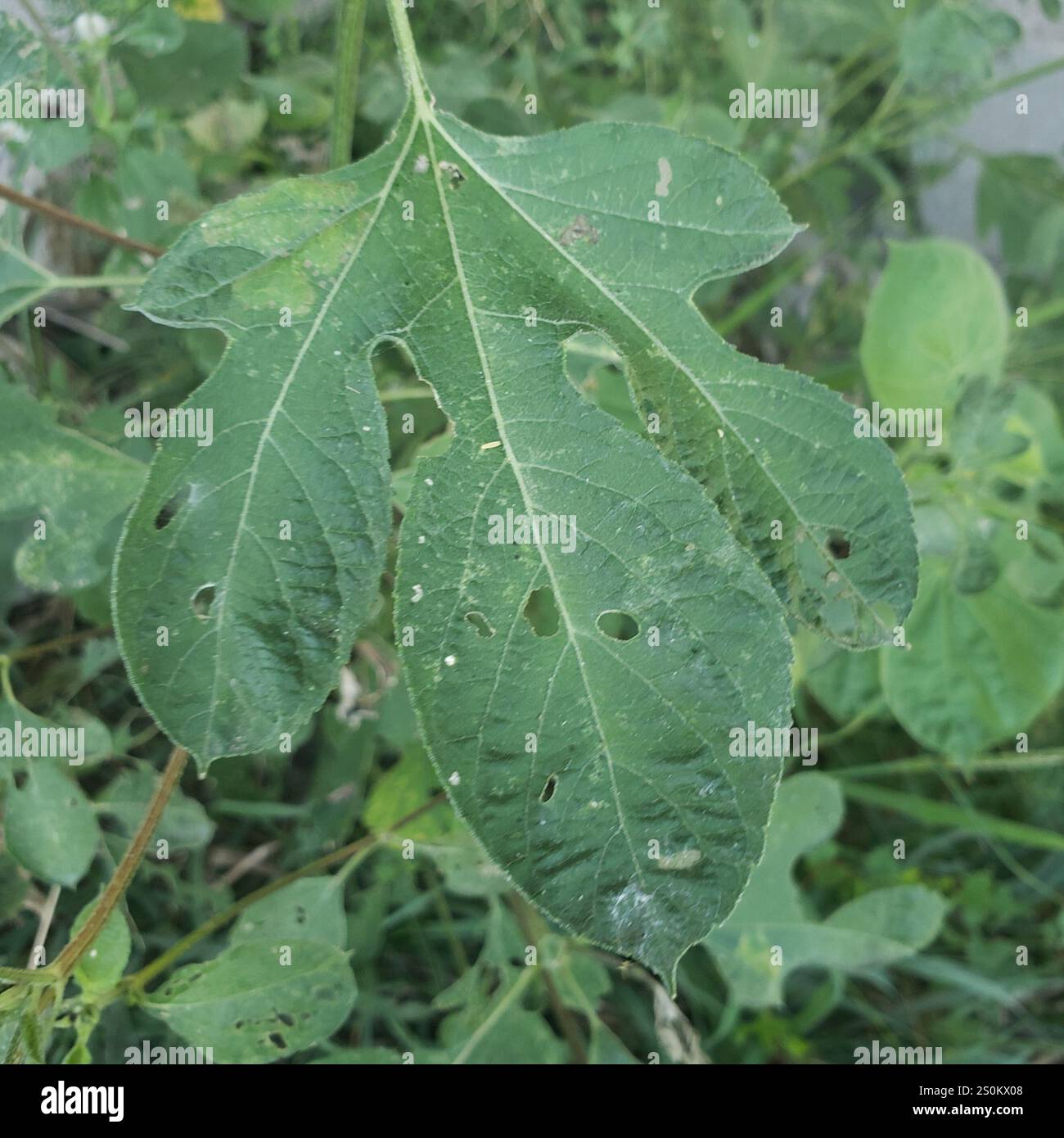 giant ragweed (Ambrosia trifida Stock Photo - Alamy