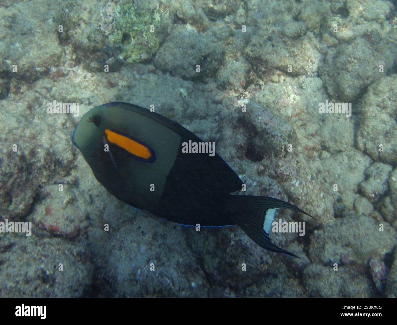 Orangeblotch Surgeonfish (Acanthurus olivaceus Stock Photo - Alamy