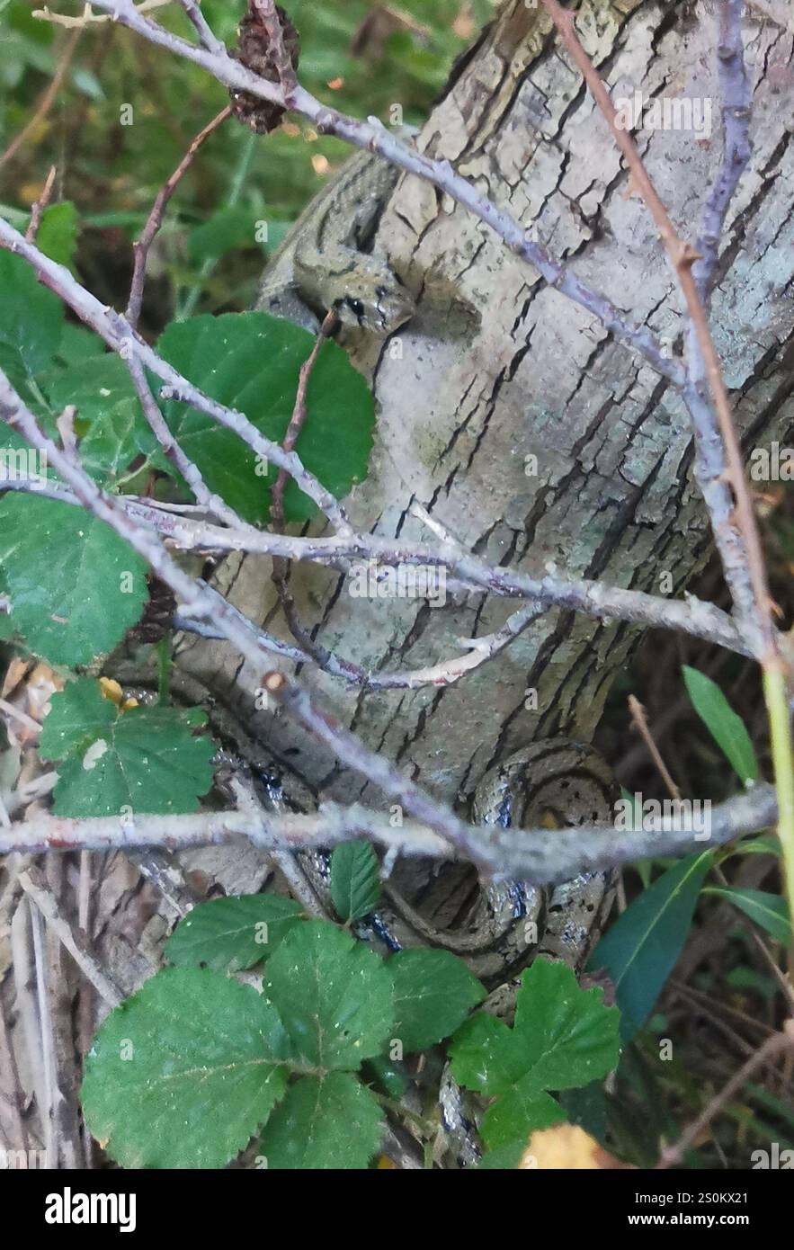 Ladder Snake (Zamenis scalaris Stock Photo - Alamy