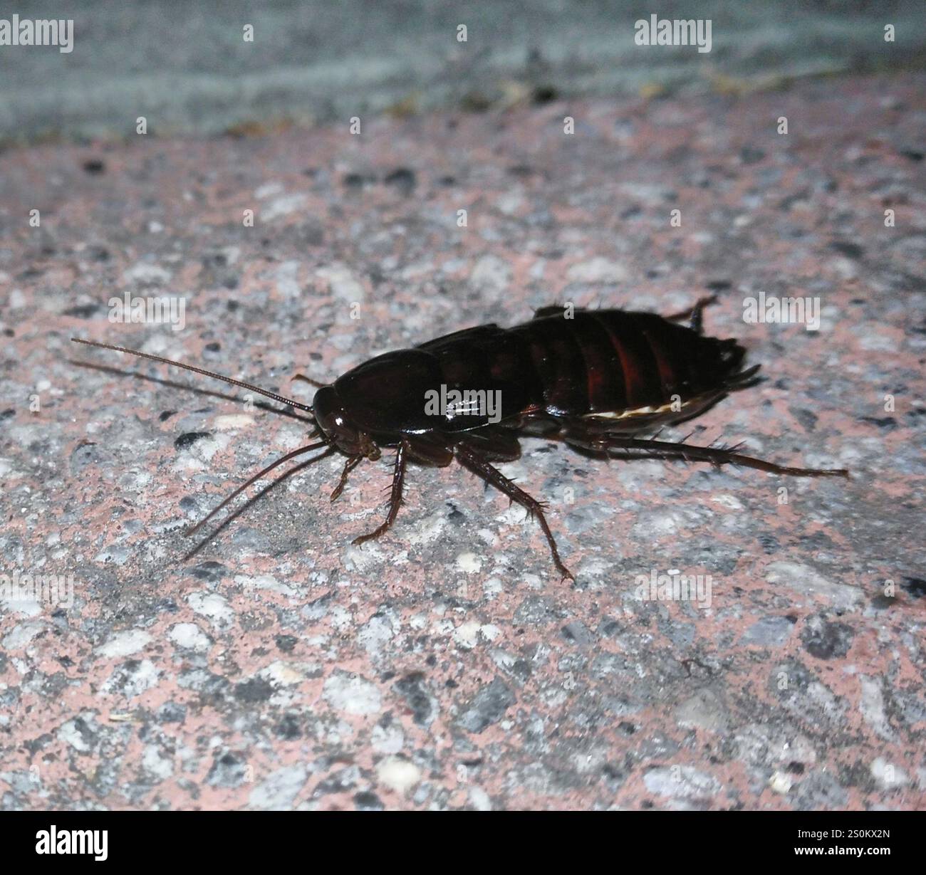 Oriental Cockroach (Blatta orientalis Stock Photo - Alamy