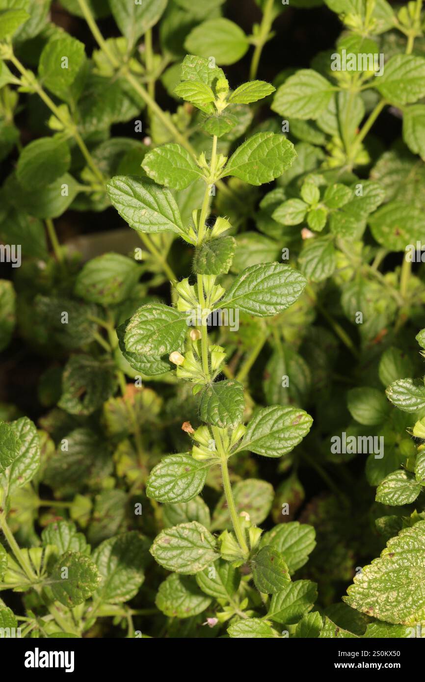 lemon balm (Melissa officinalis Stock Photo - Alamy