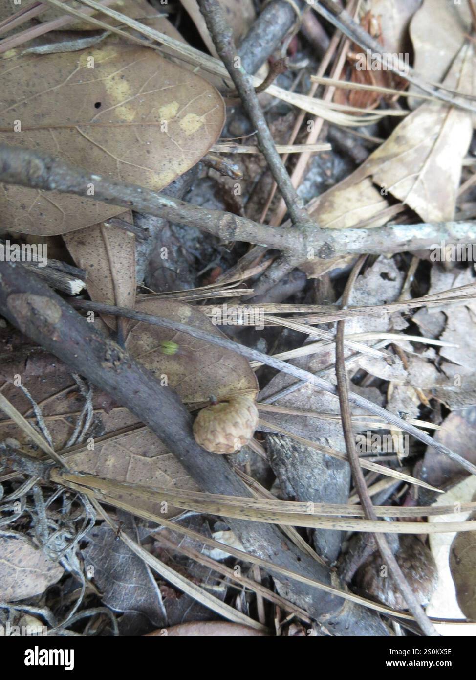 Northern Fungus-farming Ant (Trachymyrmex septentrionalis Stock Photo ...