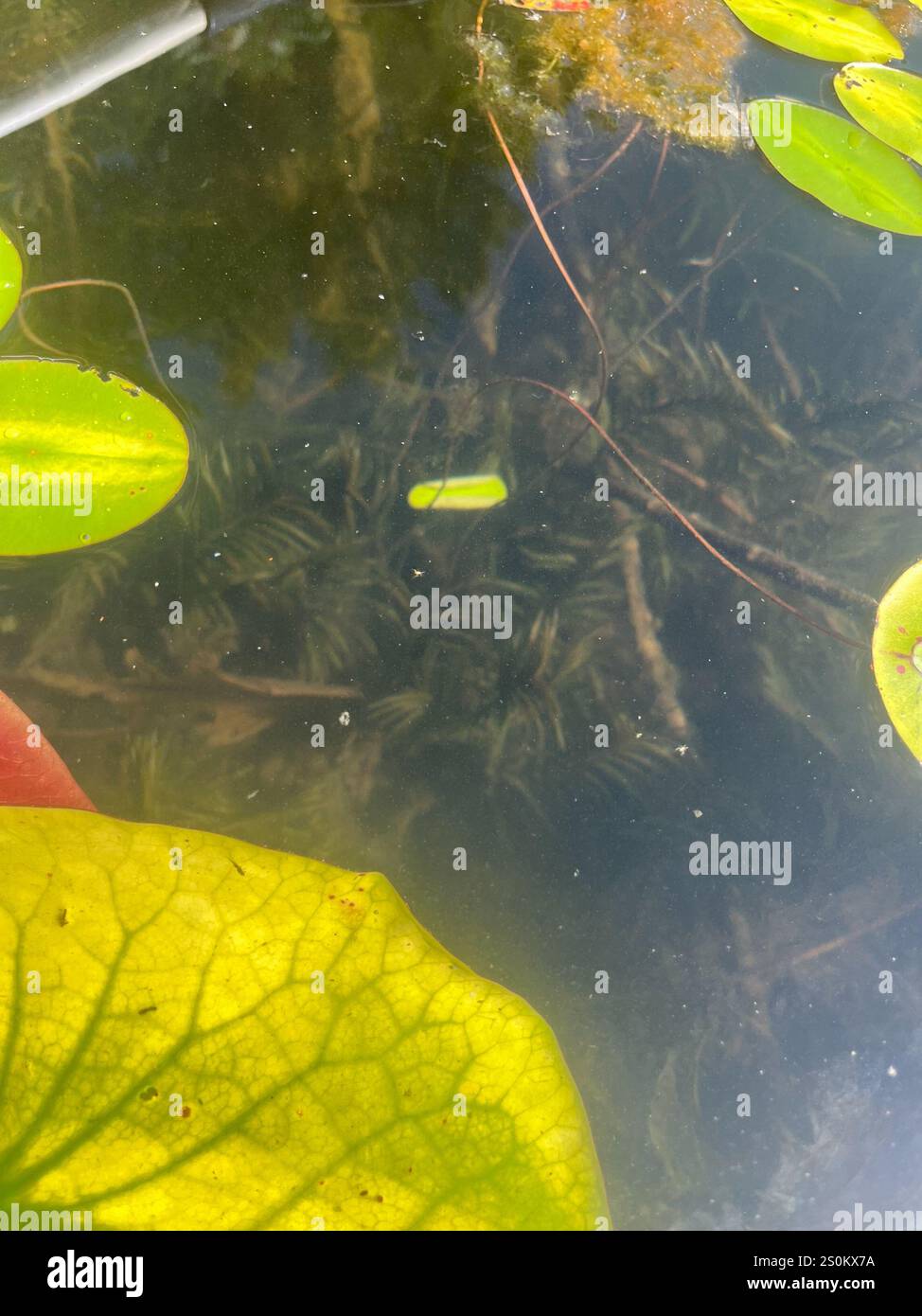 robbins' pondweed (Potamogeton robbinsii Stock Photo - Alamy