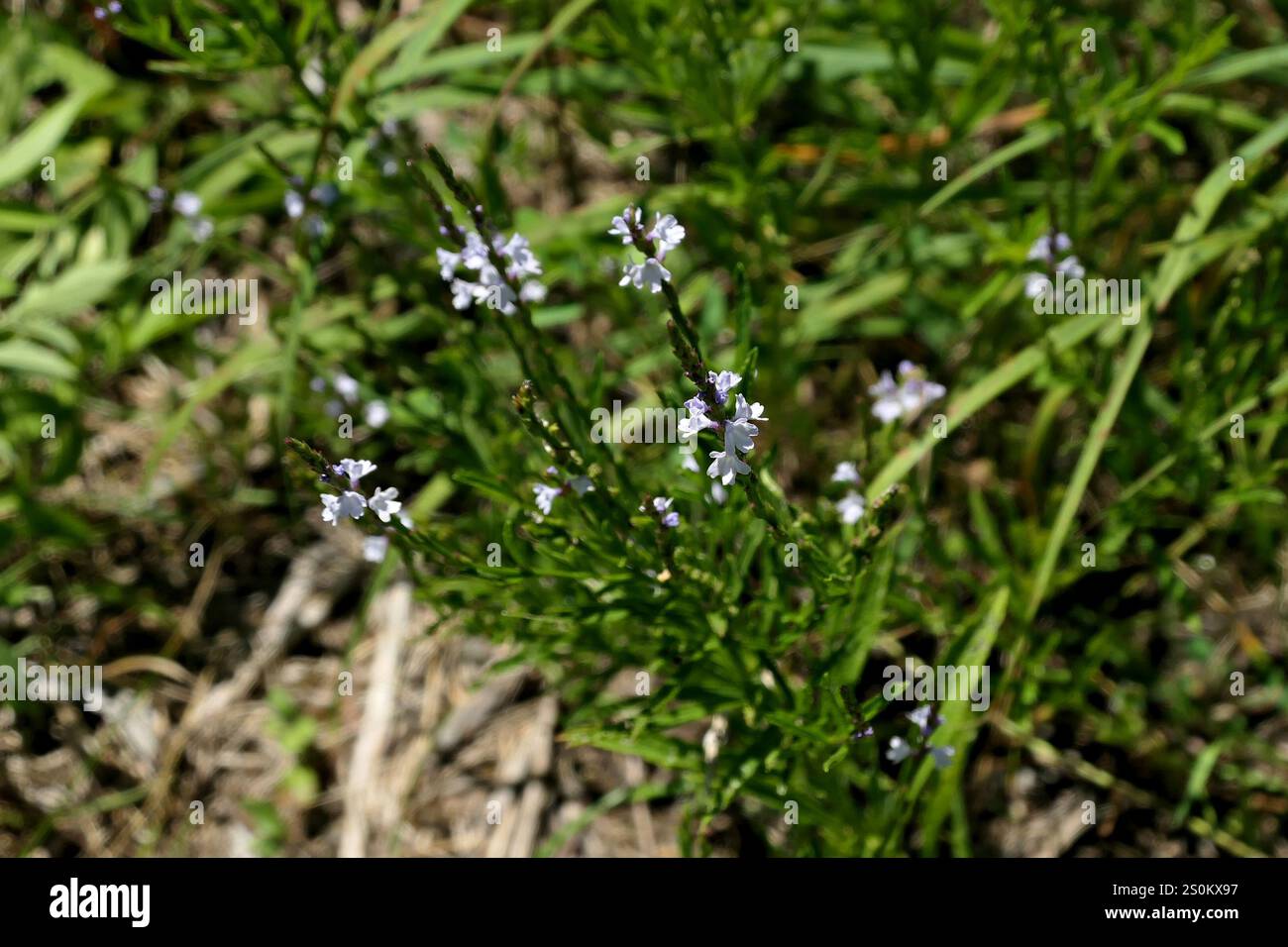 Narrowleaf Vervain (Verbena simplex Stock Photo - Alamy