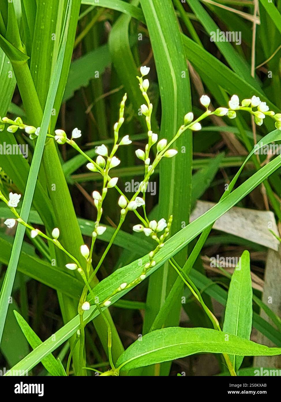 swamp smartweed (Persicaria hydropiperoides Stock Photo - Alamy