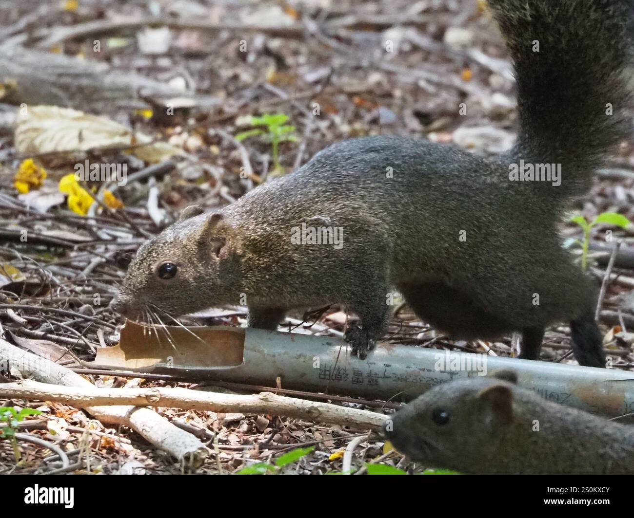 Taiwan Squirrel (Callosciurus erythraeus thaiwanensis Stock Photo - Alamy