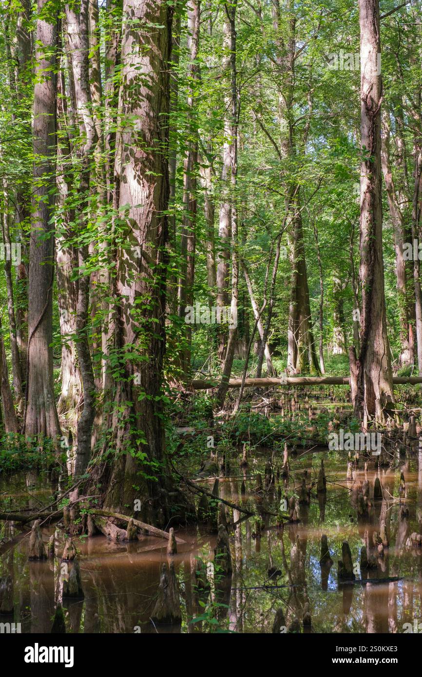 Battle Creek Cypress Swamp, Maryland, USA, a Wetlands Nature Preserve ...