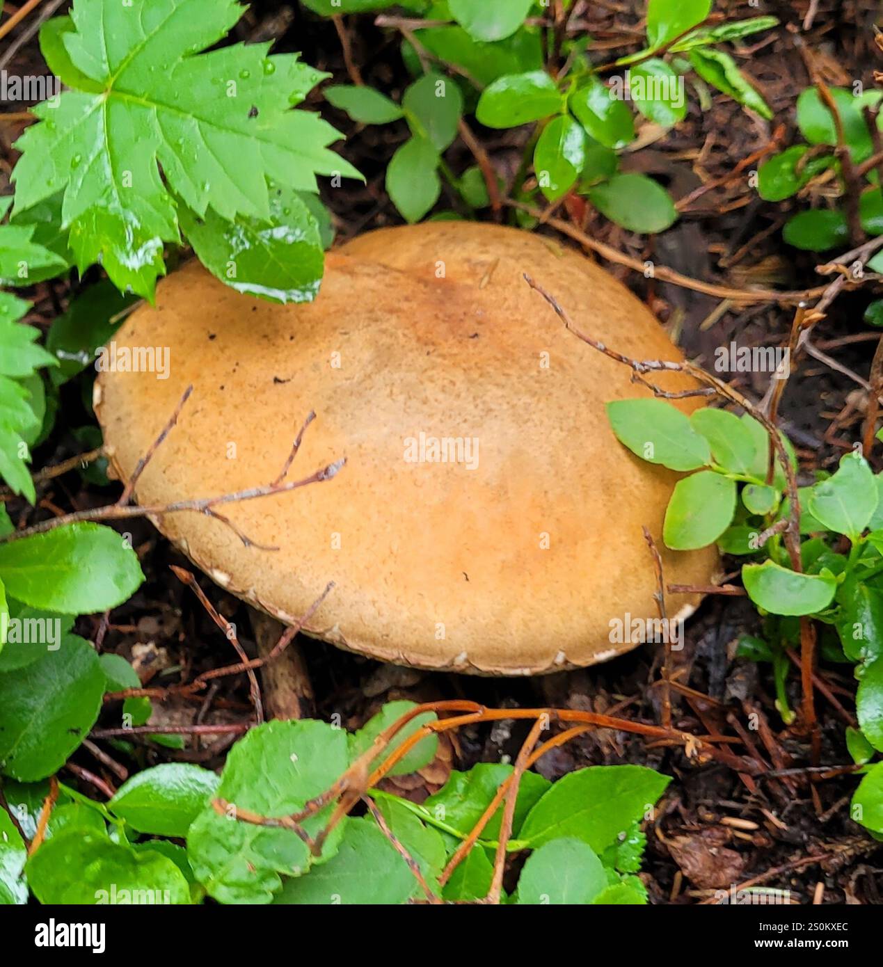 Blue-staining Slippery Jack (Suillus tomentosus Stock Photo - Alamy