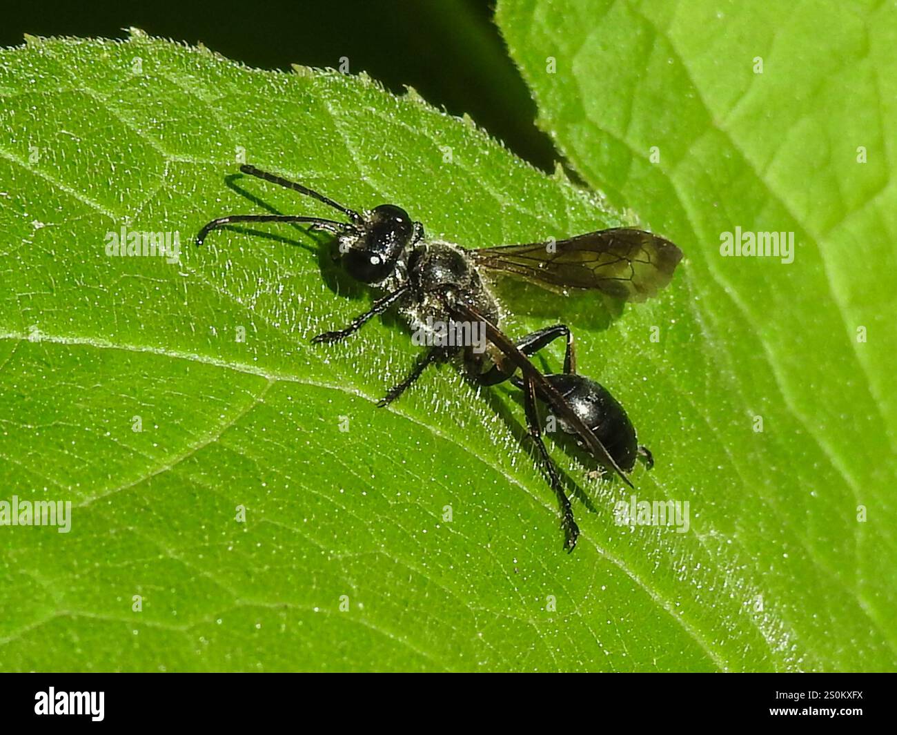 Mexican Grass-carrying Wasp (Isodontia mexicana Stock Photo - Alamy