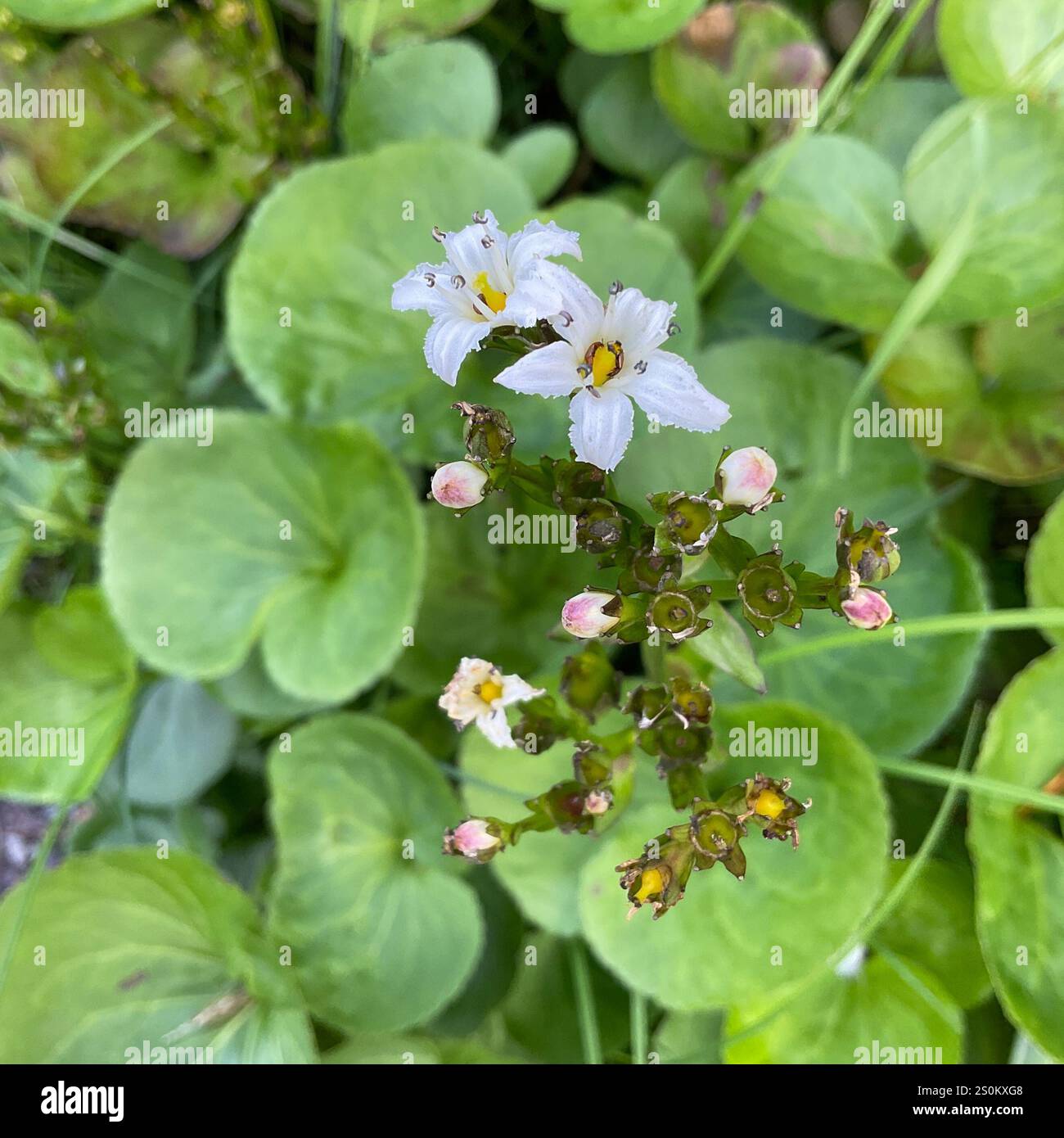 Deer-cabbage (Nephrophyllidium crista-galli Stock Photo - Alamy