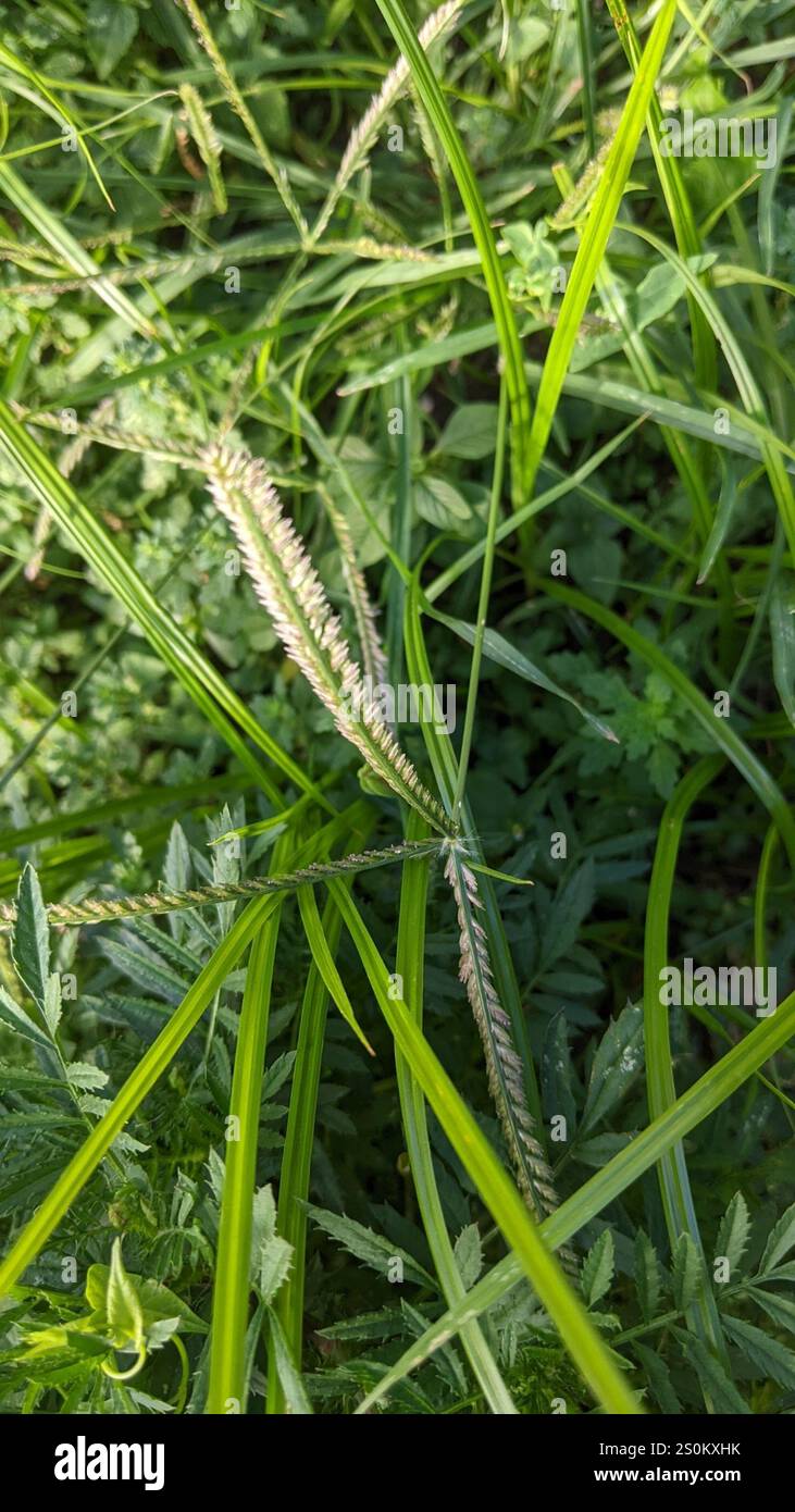 Goose Grass (Eleusine indica Stock Photo - Alamy