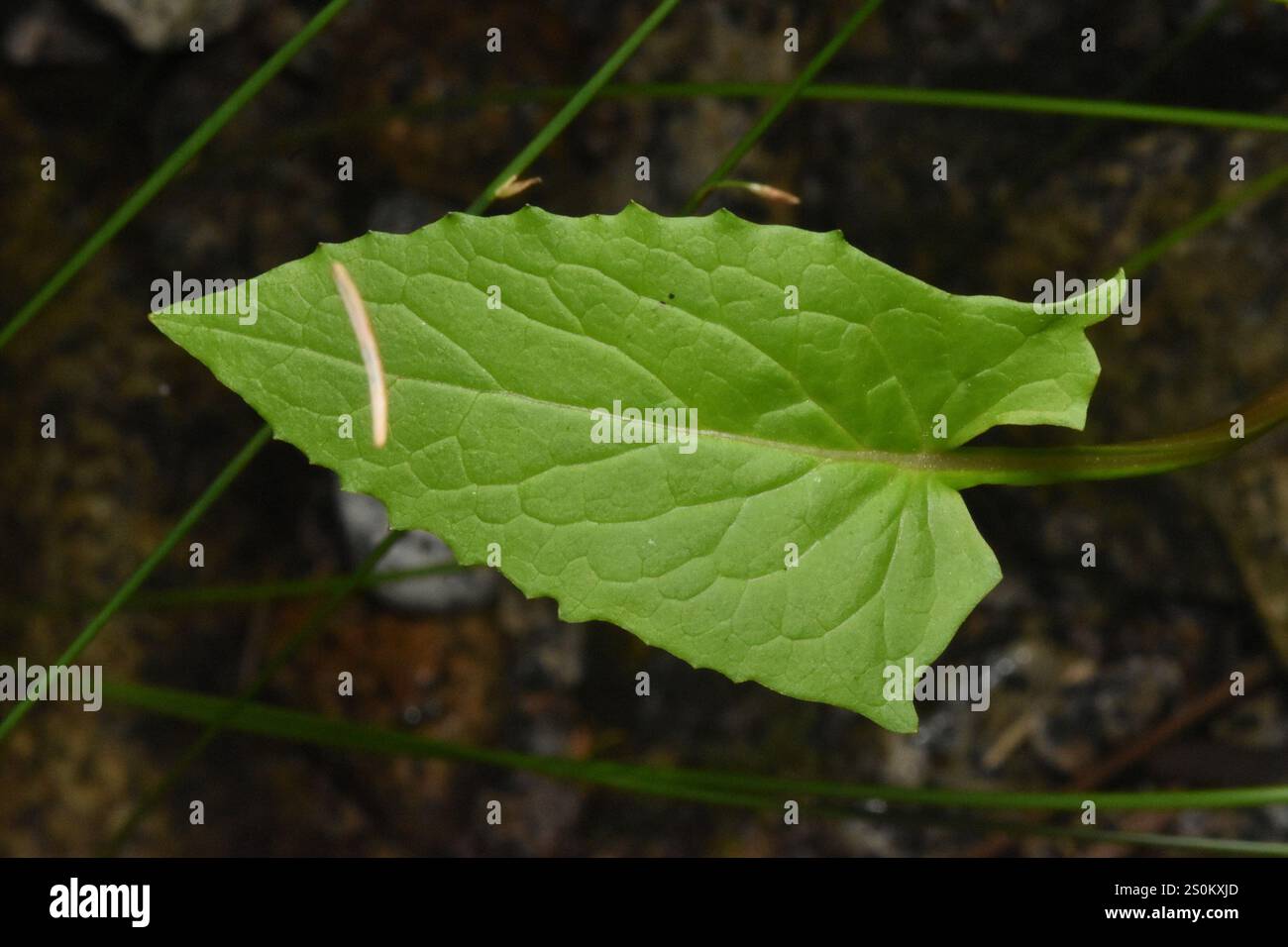 western rattlesnake root (Nabalus alatus Stock Photo - Alamy