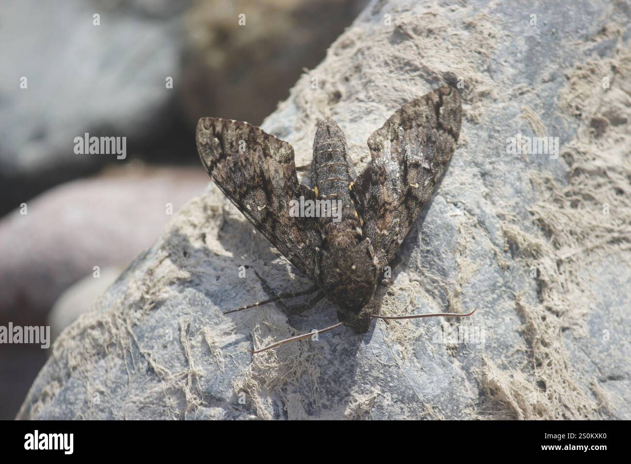 Giant Sphinx (Cocytius antaeus Stock Photo - Alamy