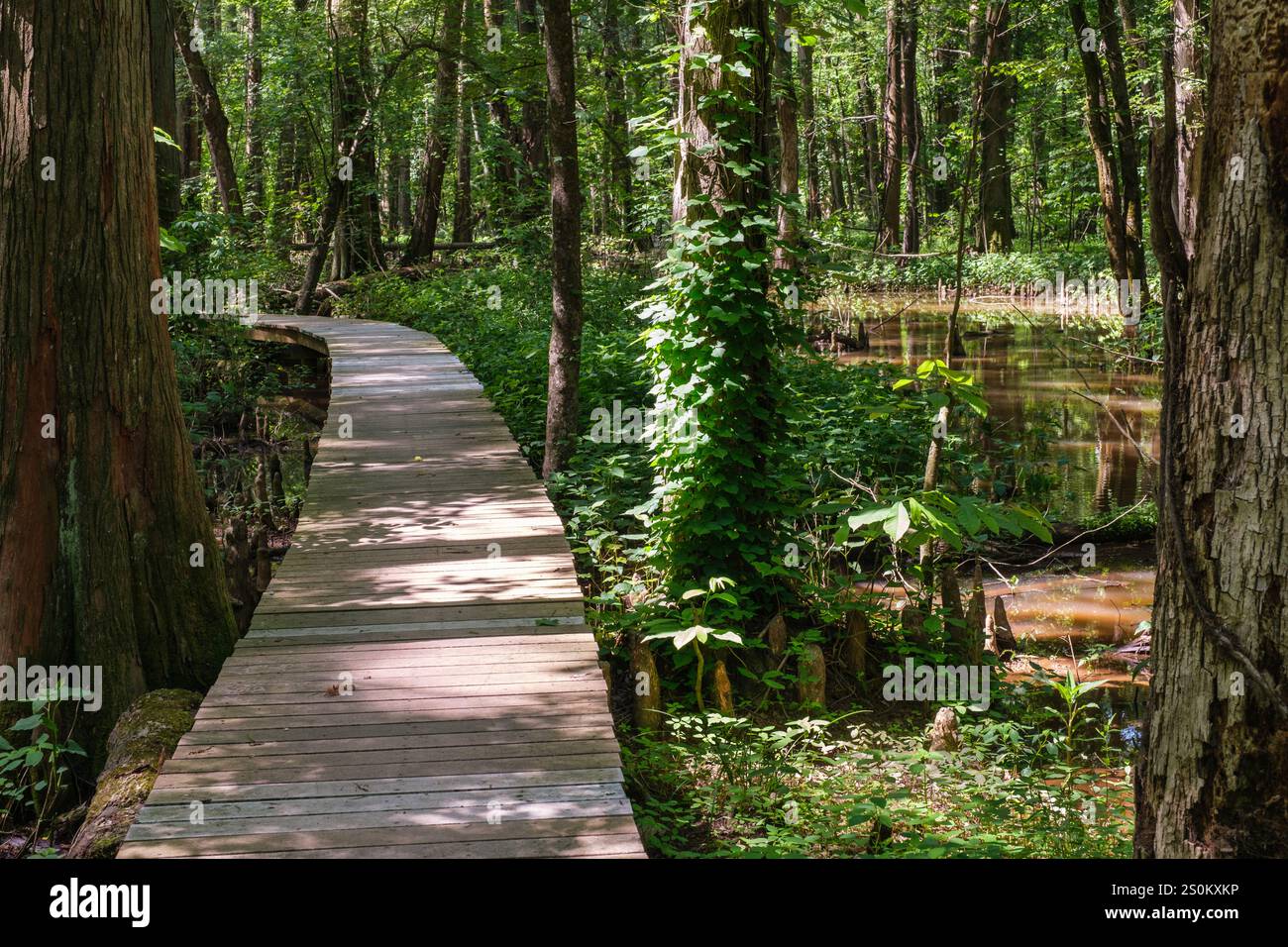 Battle Creek Cypress Swamp, Maryland, USA, a Wetlands Nature Preserve. Cypress Knee Trail ...