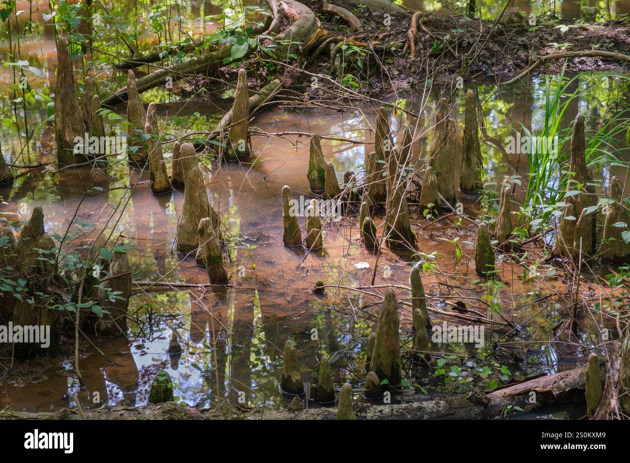 Battle Creek Cypress Swamp, Maryland, USA, a Wetlands Nature Preserve ...