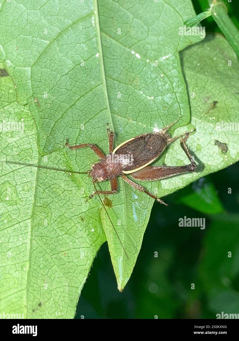 Restless Bush Cricket (Hapithus agitator Stock Photo - Alamy