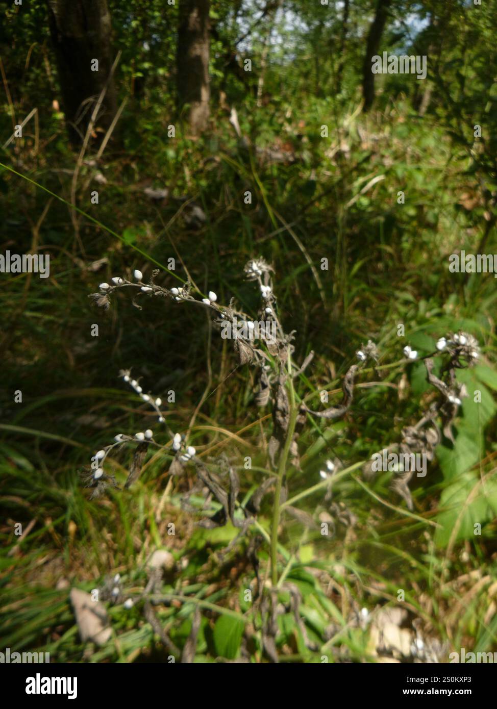 Common Gromwell (Lithospermum officinale Stock Photo - Alamy