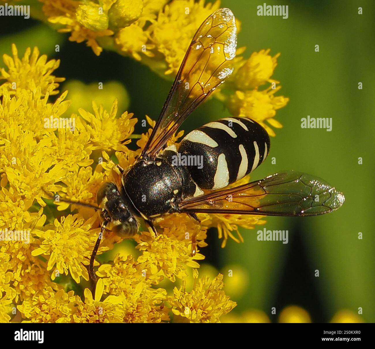Four-banded Stink Bug Wasp (Bicyrtes quadrifasciatus Stock Photo - Alamy