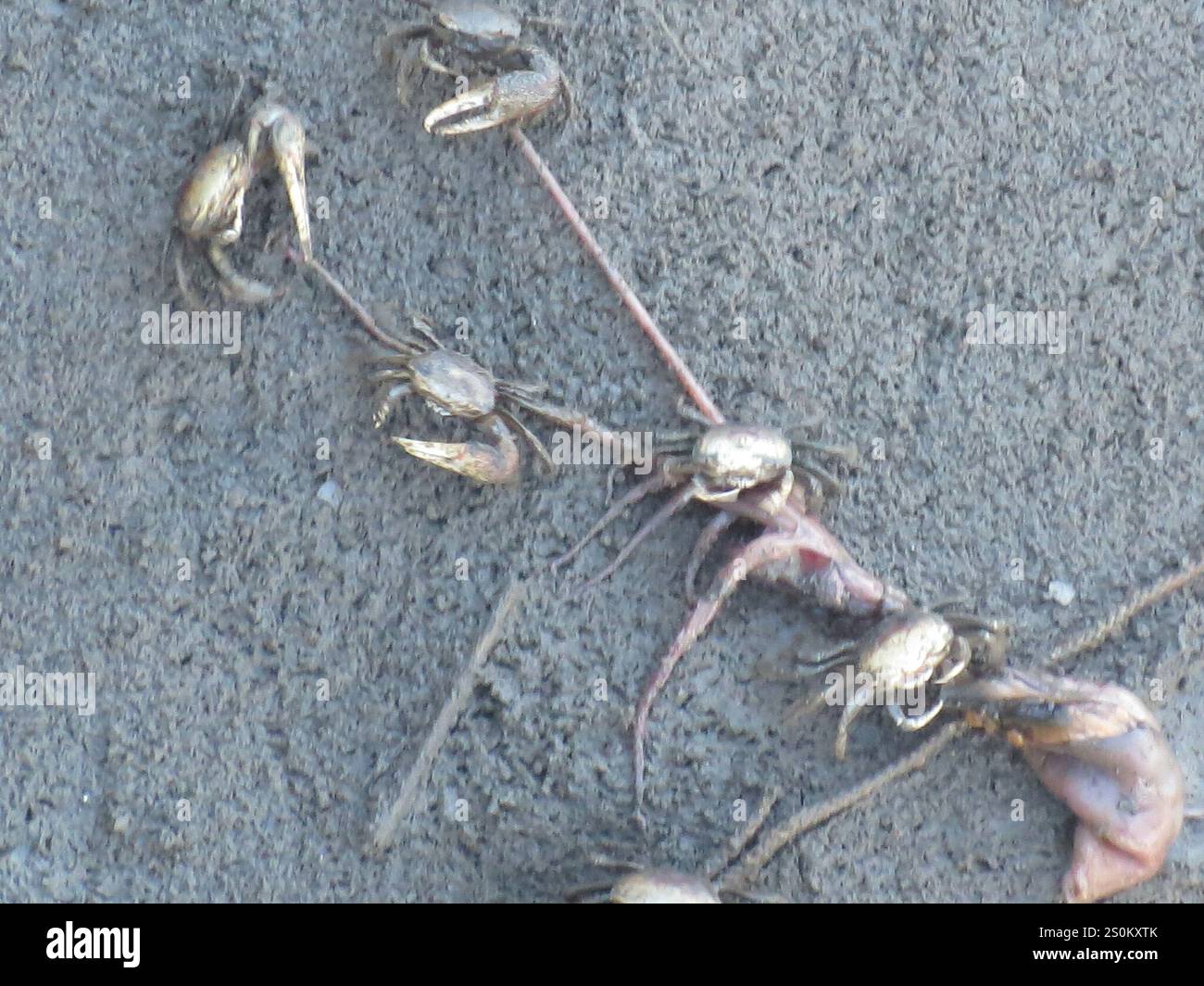 Squids and Cuttlefishes (Decapodiformes Stock Photo - Alamy