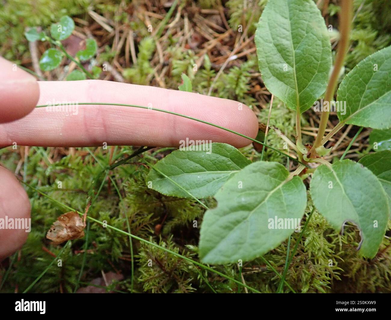 one-sided wintergreen (Orthilia secunda Stock Photo - Alamy