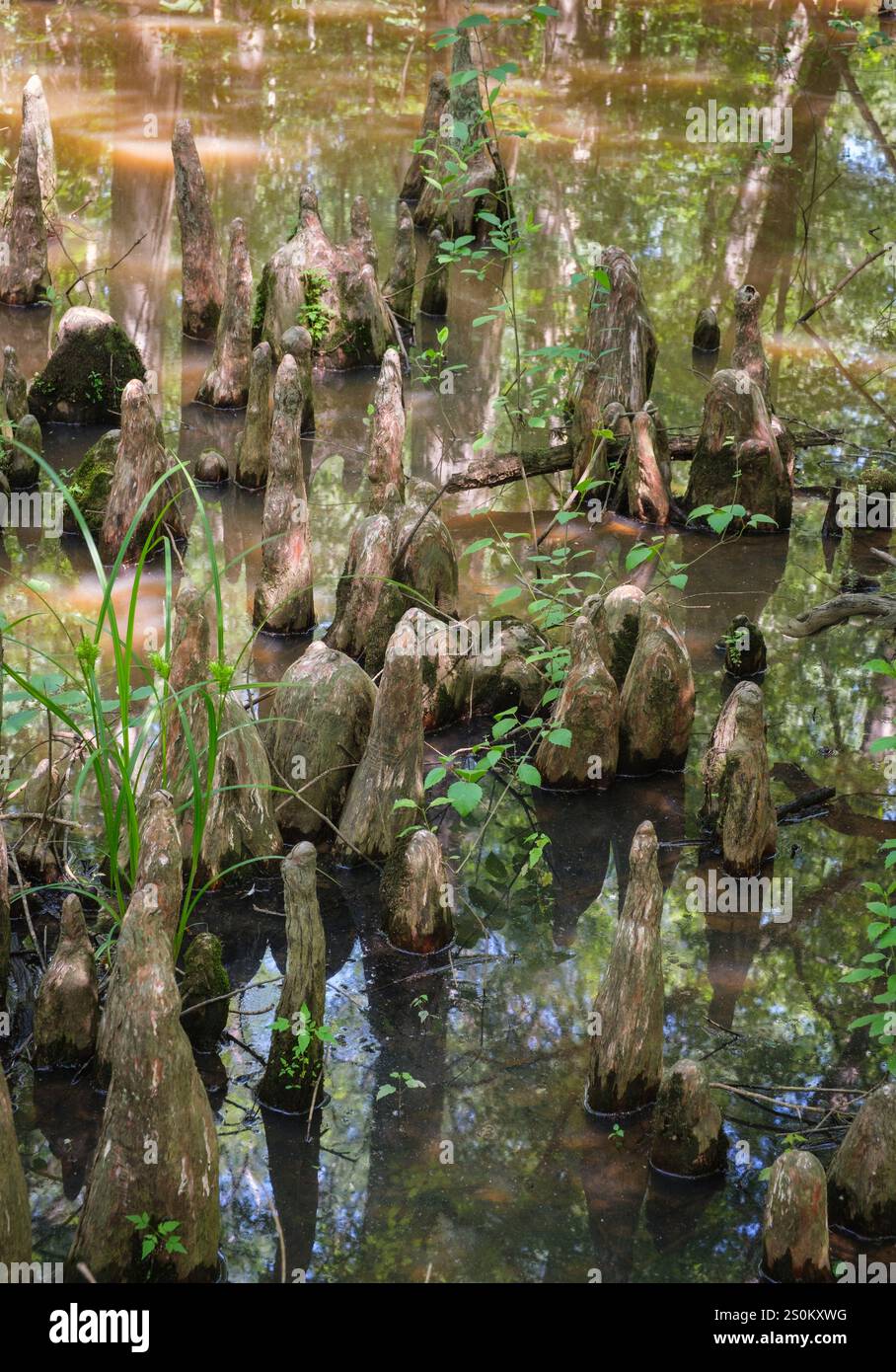 Battle Creek Cypress Swamp, Maryland, USA, a Wetlands Nature Preserve ...