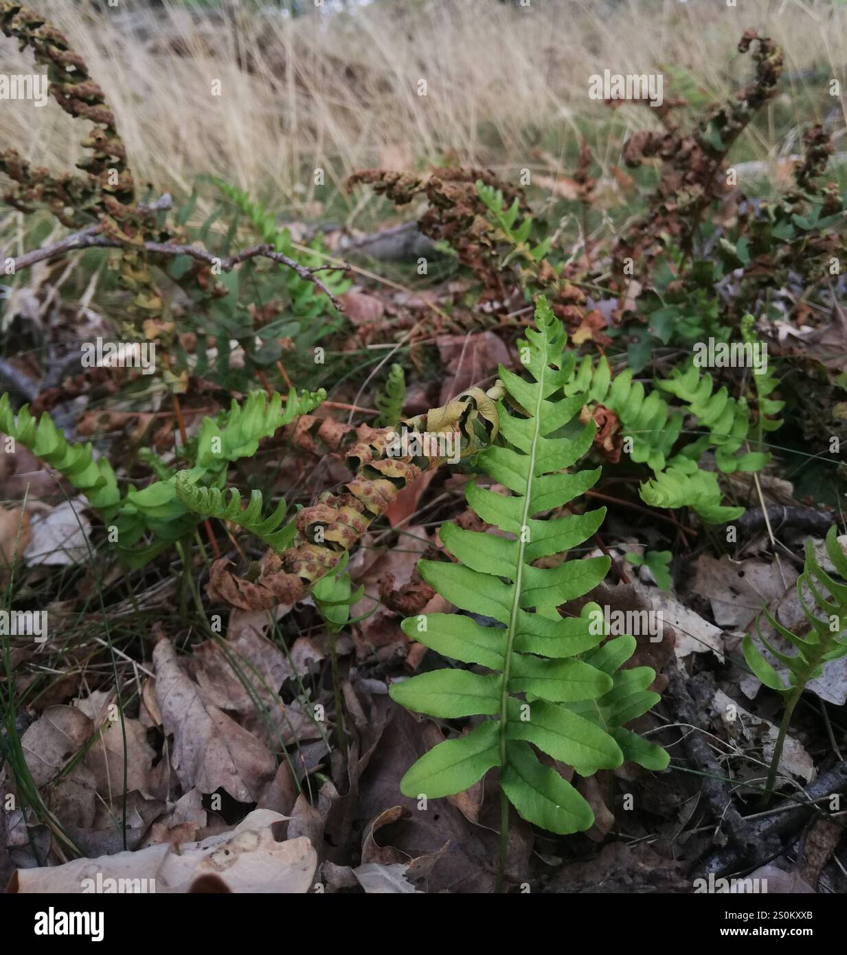 common polypody (Polypodium vulgare Stock Photo - Alamy