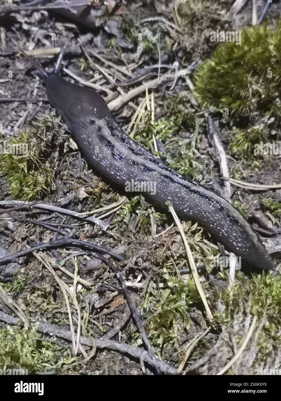 Ash-black Slug (Limax cinereoniger Stock Photo - Alamy