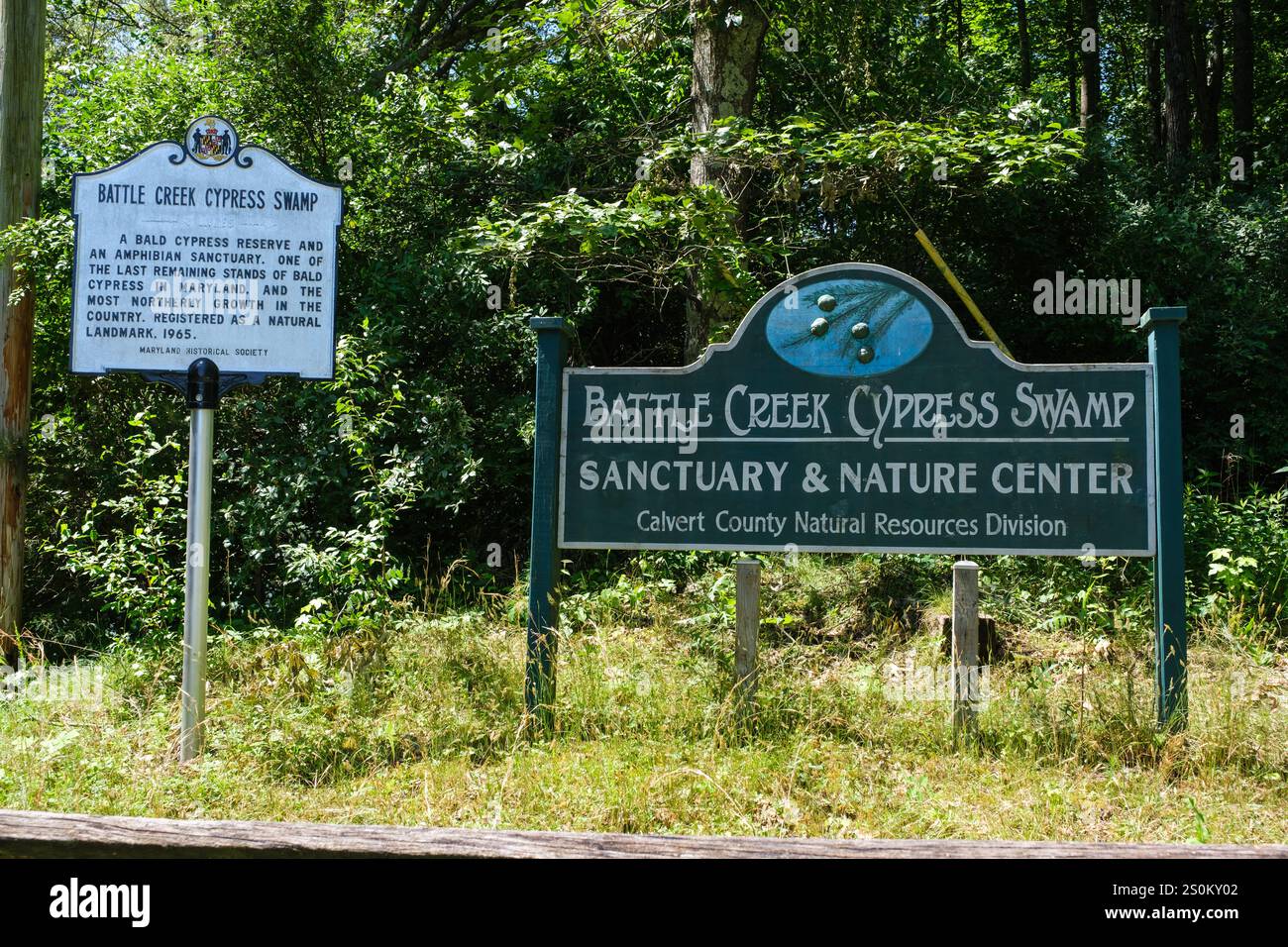 Battle Creek Cypress Swamp, Maryland, USA Stock Photo - Alamy