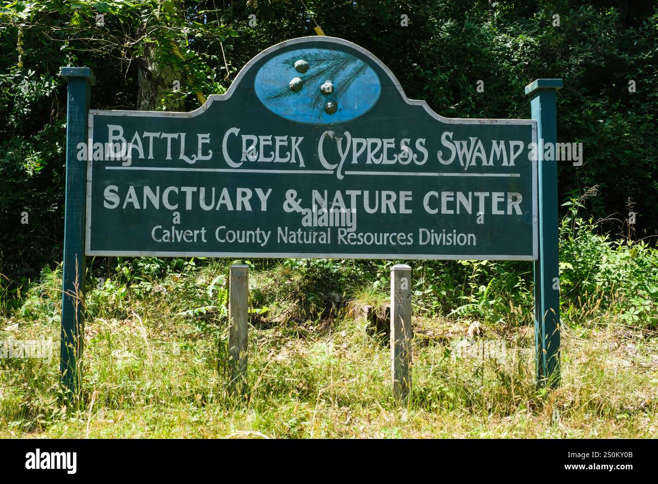 Battle Creek Cypress Swamp, Maryland, USA Stock Photo - Alamy