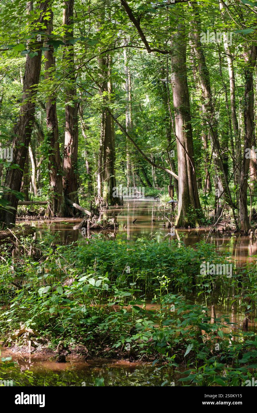 Battle Creek Cypress Swamp, Maryland, USA, a Wetlands Nature Preserve ...