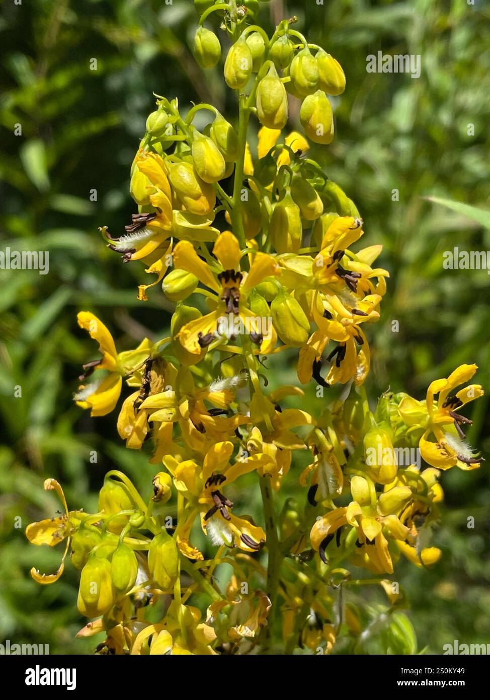 American senna (Senna hebecarpa Stock Photo - Alamy