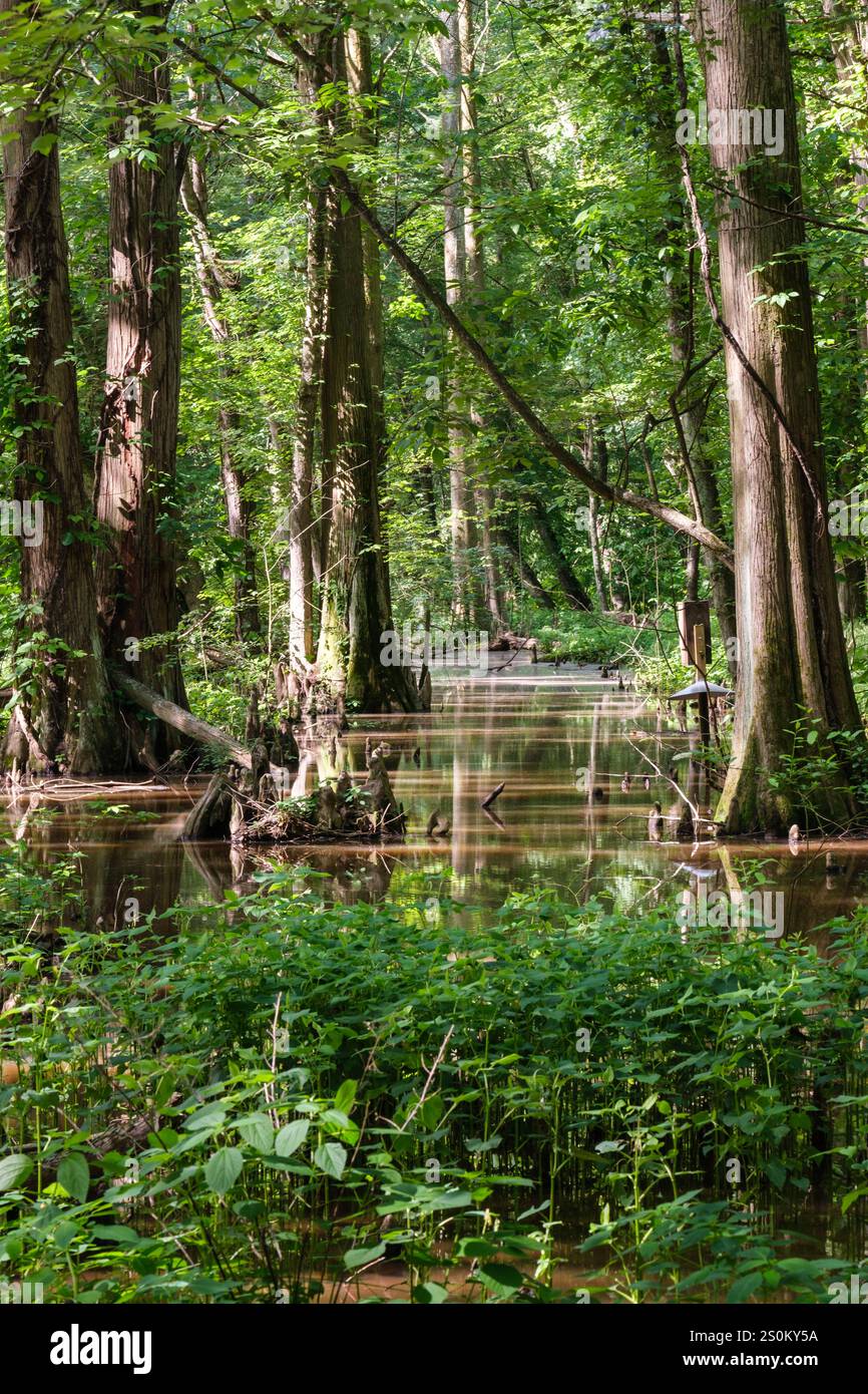 Battle Creek Cypress Swamp, Maryland, USA, a Wetlands Nature Preserve ...