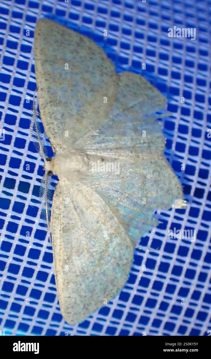 Northern Wave Moth (Cabera exanthemata Stock Photo - Alamy