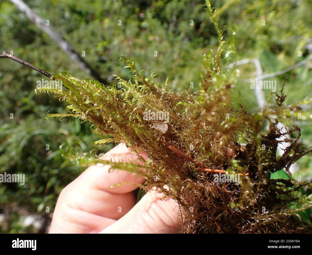 Kneiff's hook-moss (Drepanocladus aduncus Stock Photo - Alamy
