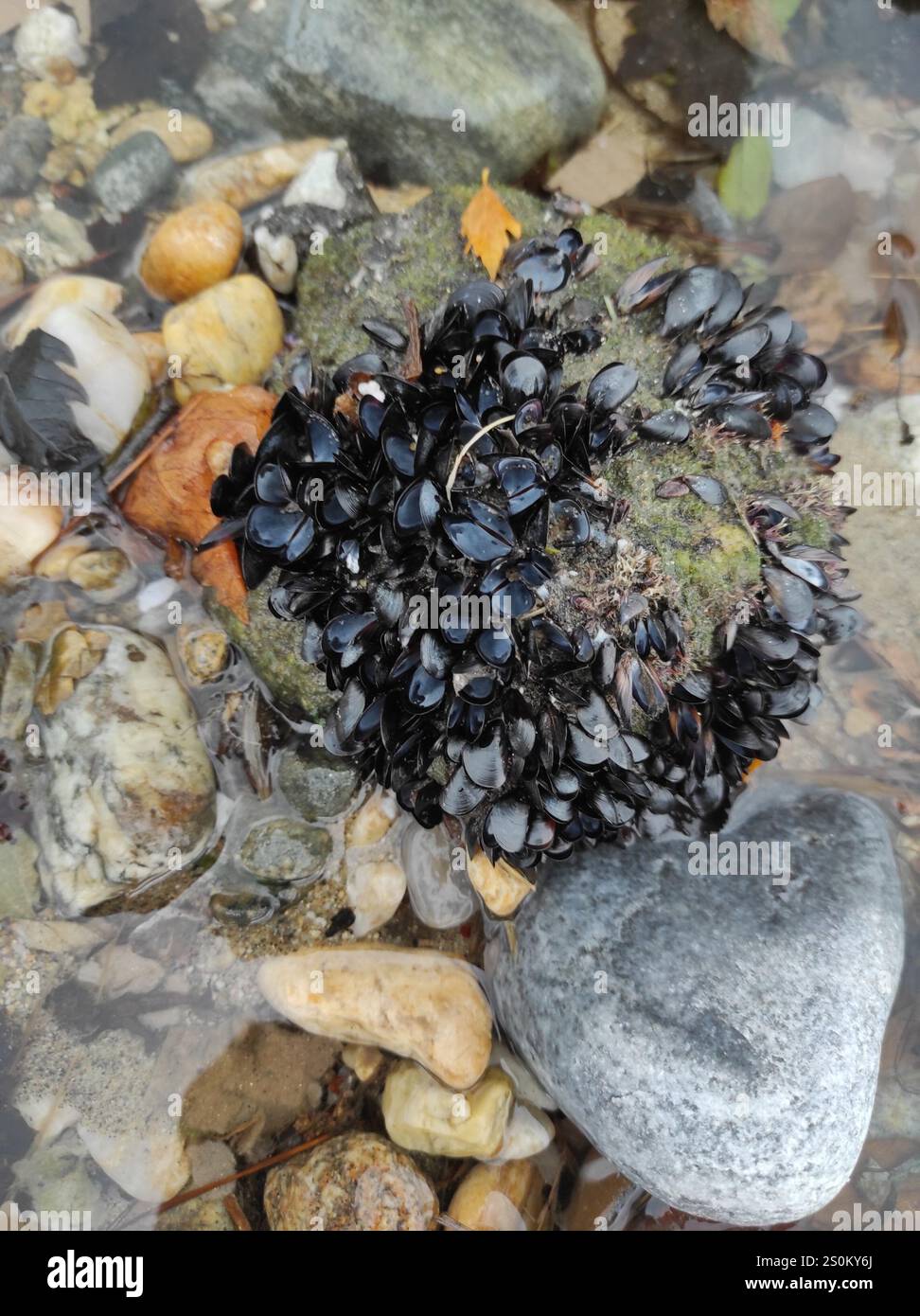 Mediterranean Mussel (Mytilus galloprovincialis Stock Photo - Alamy