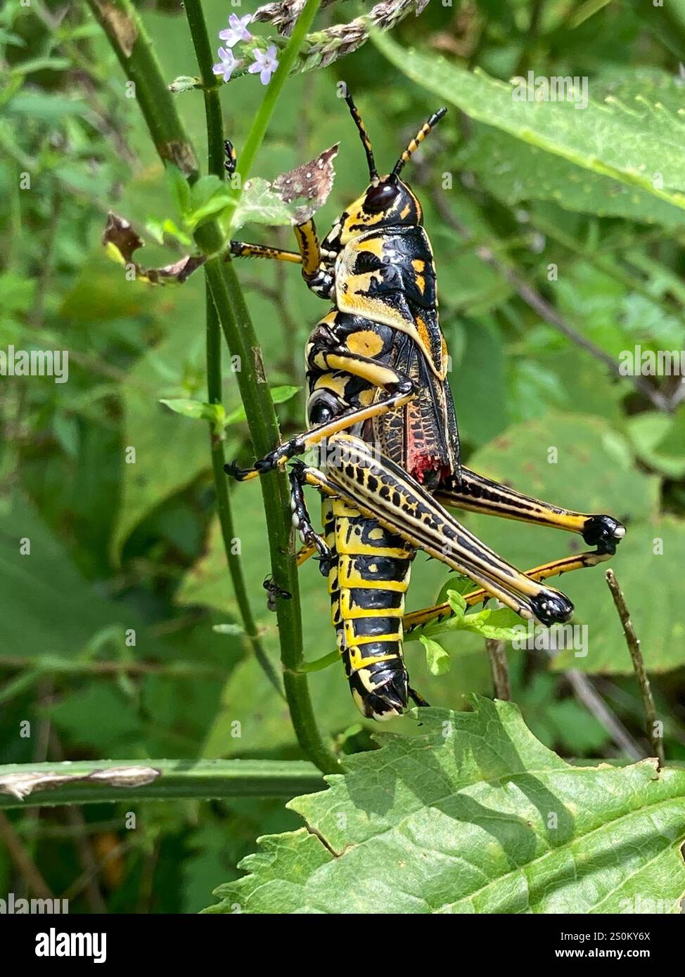 Eastern Lubber Grasshopper (Romalea microptera Stock Photo - Alamy