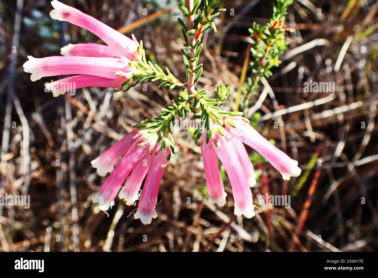 Erica versicolor hi-res stock photography and images - Alamy
