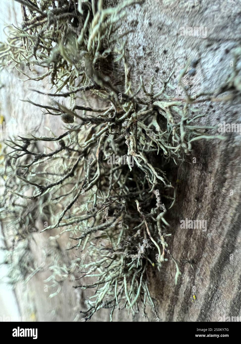 Powdery Sea-Fog Lichen (Niebla cephalota Stock Photo - Alamy