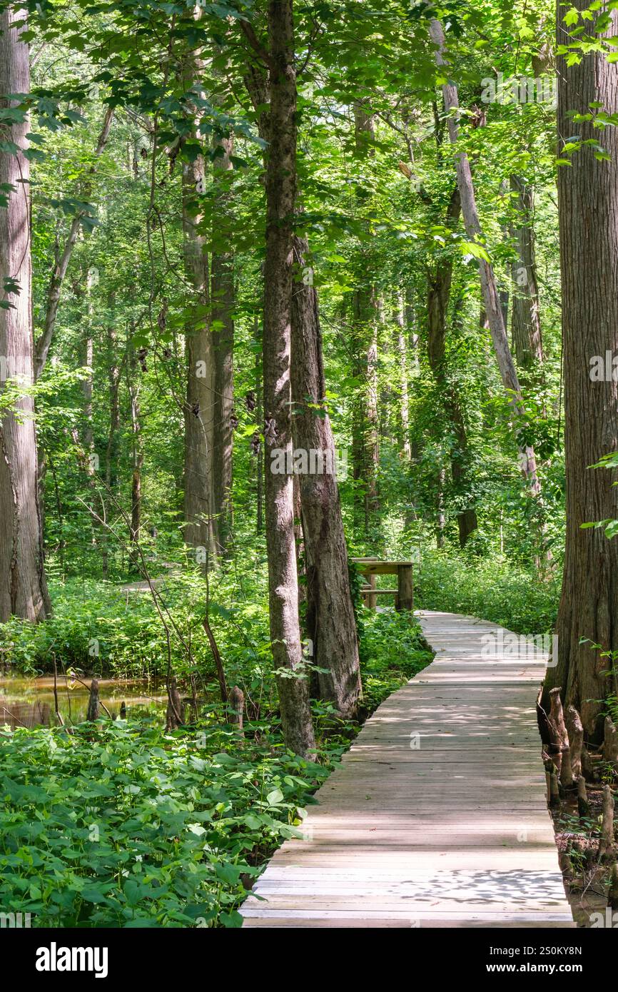 Battle Creek Cypress Swamp, Maryland, USA, a Wetlands Nature Preserve ...