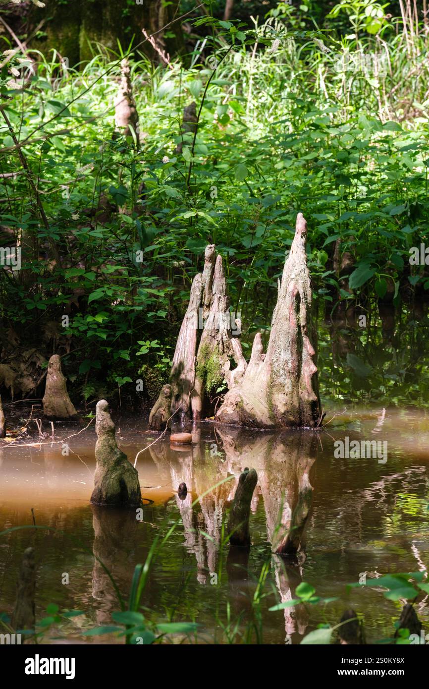 Battle Creek Cypress Swamp, Maryland, USA, a Wetlands Nature Preserve ...