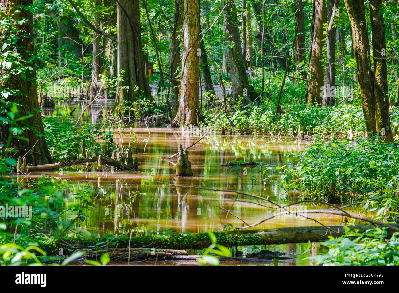 Battle Creek Cypress Swamp, Maryland, USA, a Wetlands Nature Preserve ...
