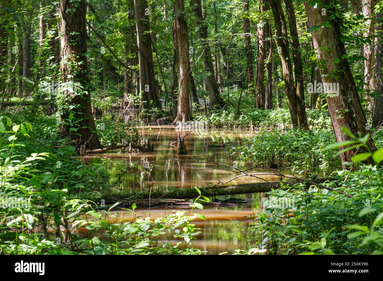 Battle Creek Cypress Swamp, Maryland, USA, a Wetlands Nature Preserve ...