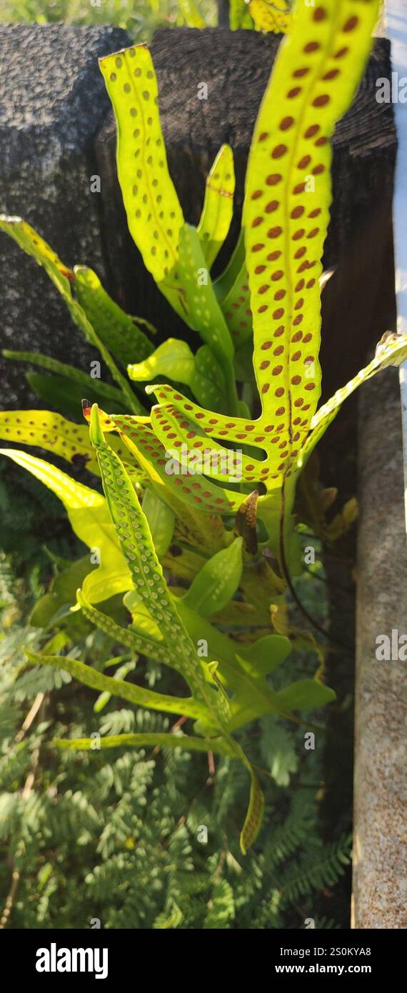 Musk Fern (Microsorum grossum Stock Photo - Alamy