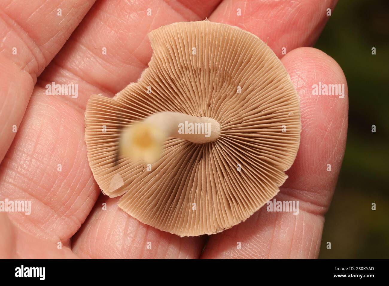 Tall Psathyrella (Psathyrella longipes Stock Photo - Alamy