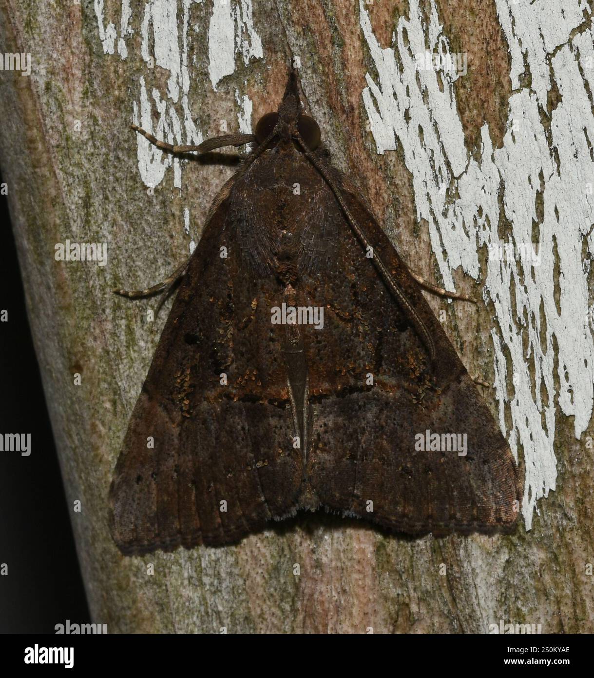 Green Cloverworm Moth (Hypena scabra Stock Photo - Alamy