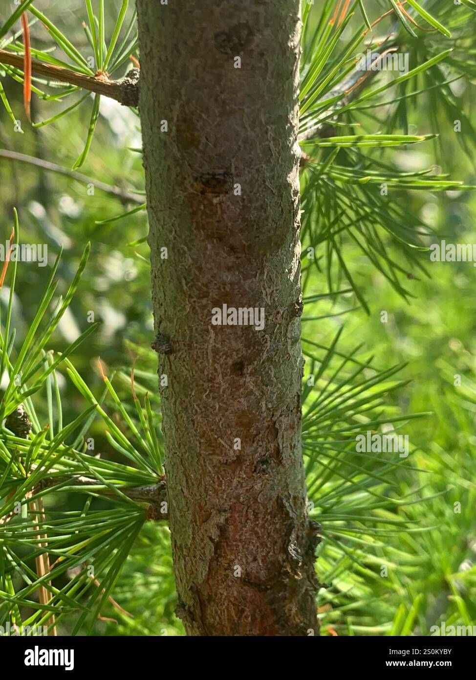 western larch (Larix occidentalis Stock Photo - Alamy