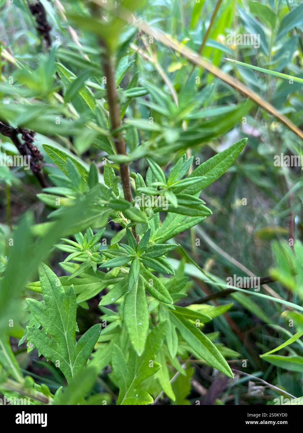 common mugwort (Artemisia vulgaris Stock Photo - Alamy