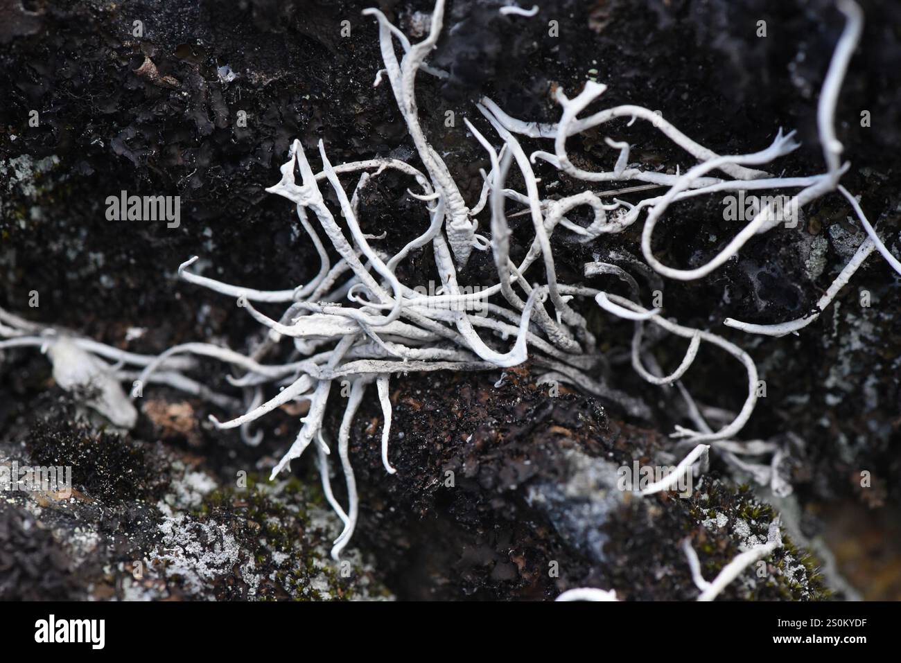 Whiteworm Lichen (Thamnolia vermicularis Stock Photo - Alamy