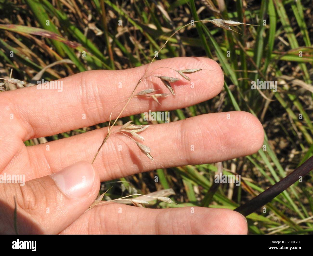 Japanese brome (Bromus japonicus Stock Photo - Alamy
