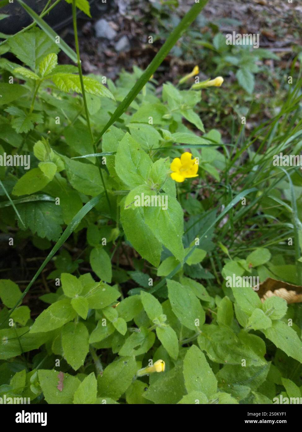 wing-leaf monkeyflower (Erythranthe ptilota Stock Photo - Alamy